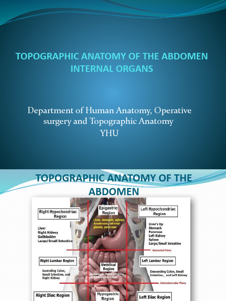 Abdomen Organ | PDF | Large Intestine | Peritoneum