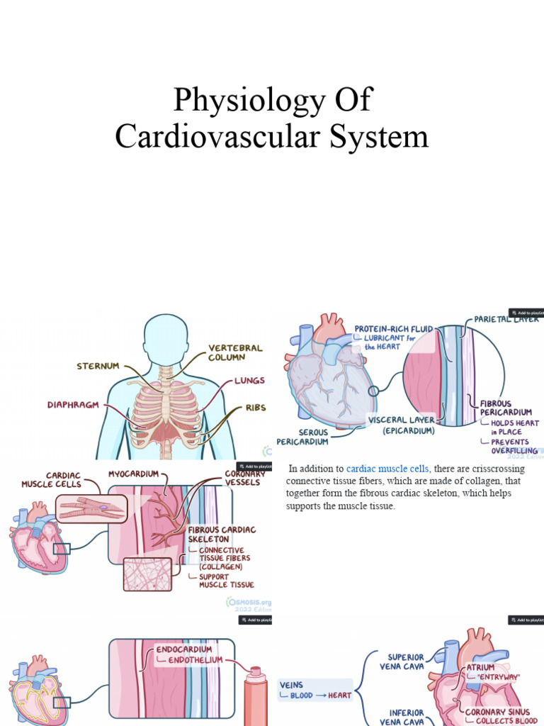 Physiology of Cardiovascular System | PDF | Heart Valve | Artery