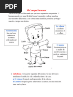 Semaforo Corporal Def | PDF