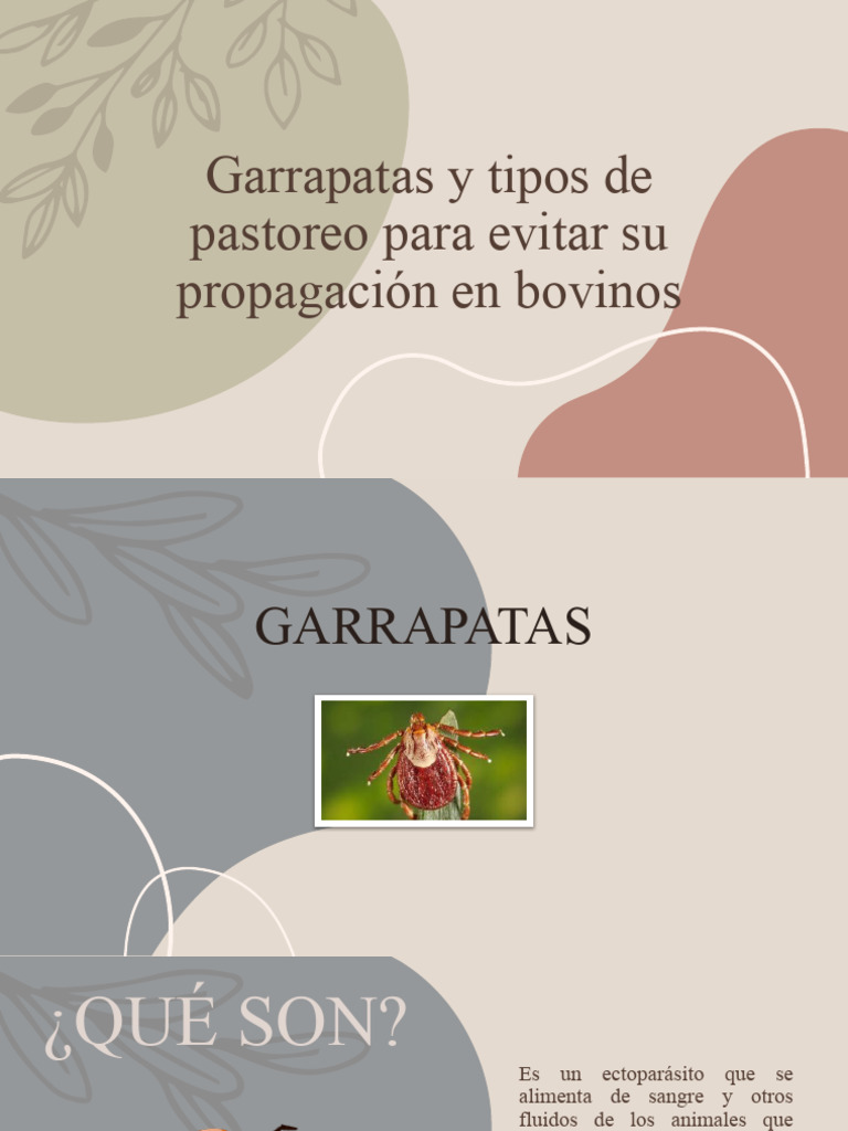 Garrapatas y Tipos de Pastoreo para Evitar Su | PDF | Pasto | Vacas