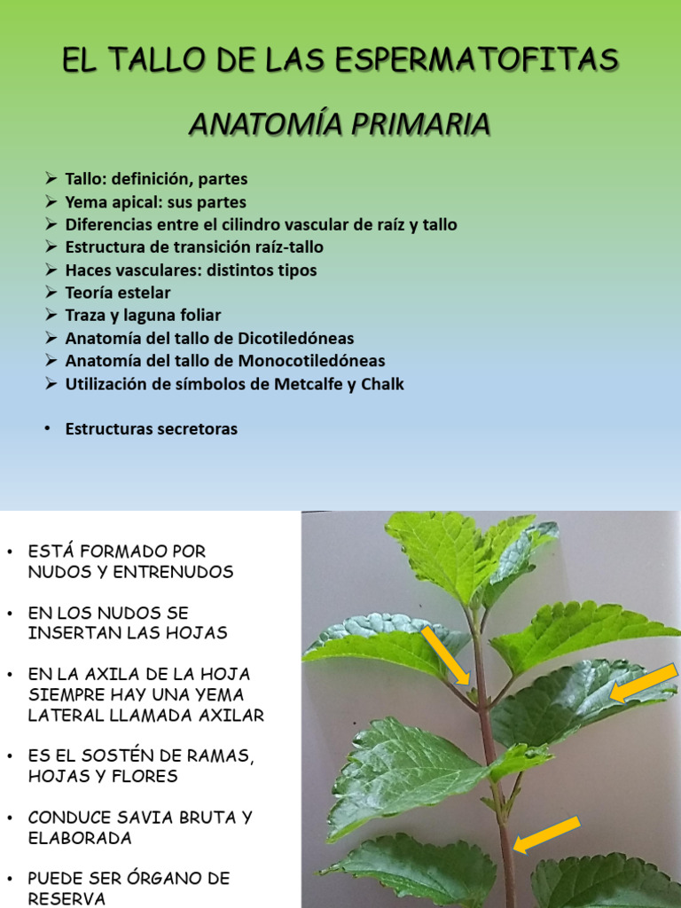 7.anatomia Primaria Tallo | PDF | Tallo de la planta | Anatomía