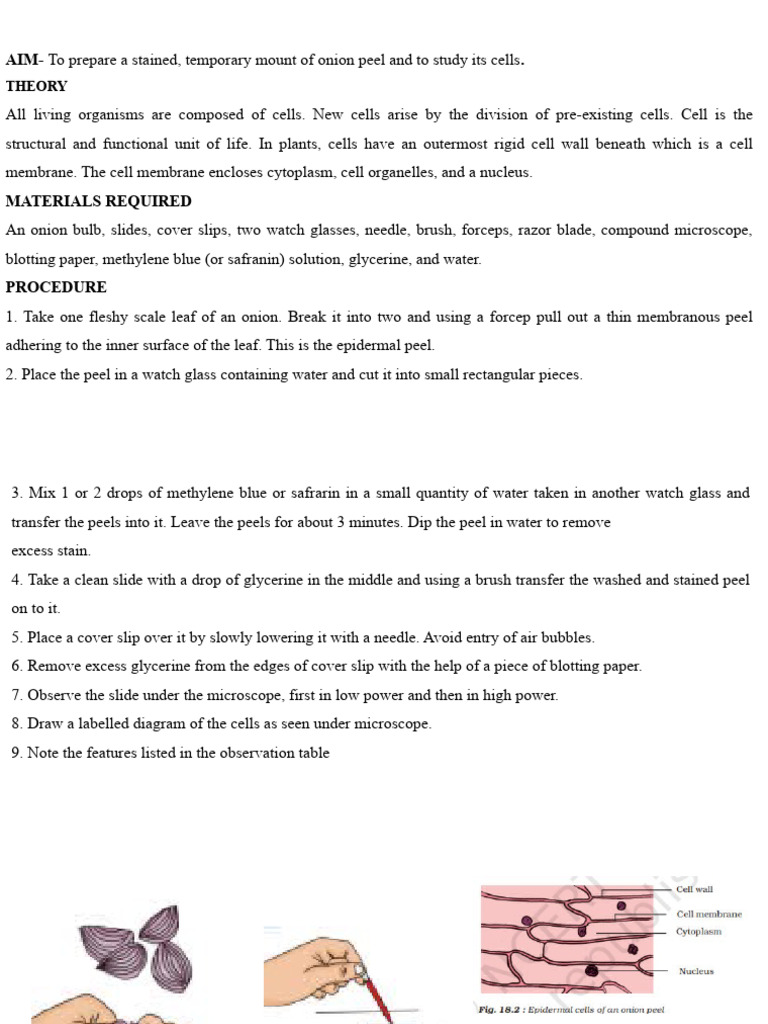 Pratical | PDF | Science & Mathematics | Wellness