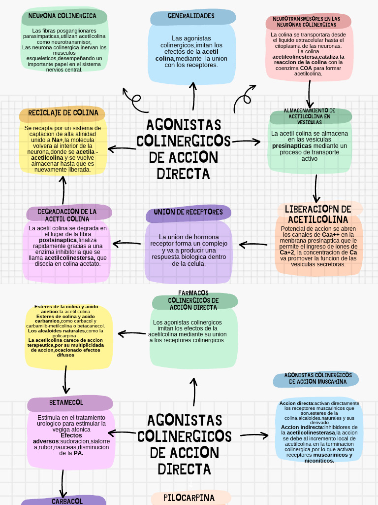 Funciones y Agonistas de Neuronas Colinérgicas | PDF | Acetilcolina ...