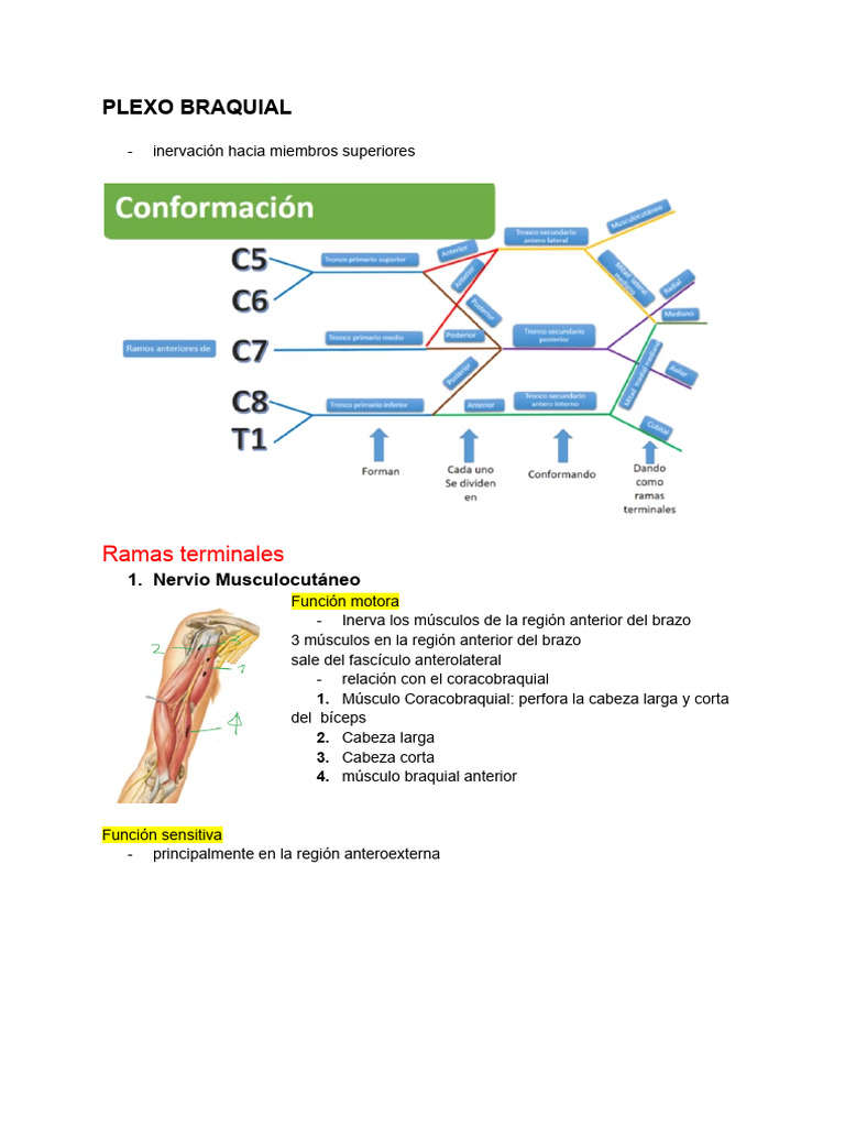Anatomía del Plexo Braquial y Nervios | PDF | Extremidades (anatomía ...