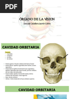 1 Region Superciliar | PDF | Cráneo | Anatomía humana