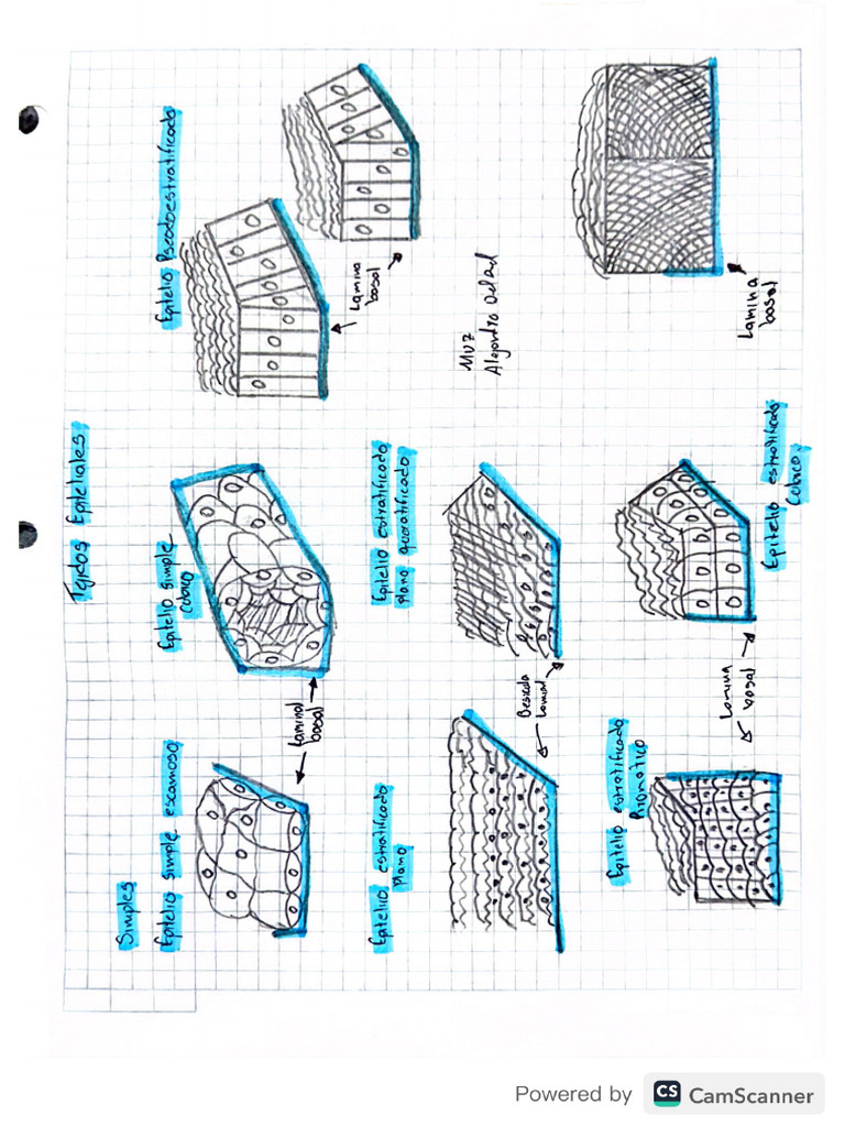 DIBUJOS CLASE ELECTIVA | PDF