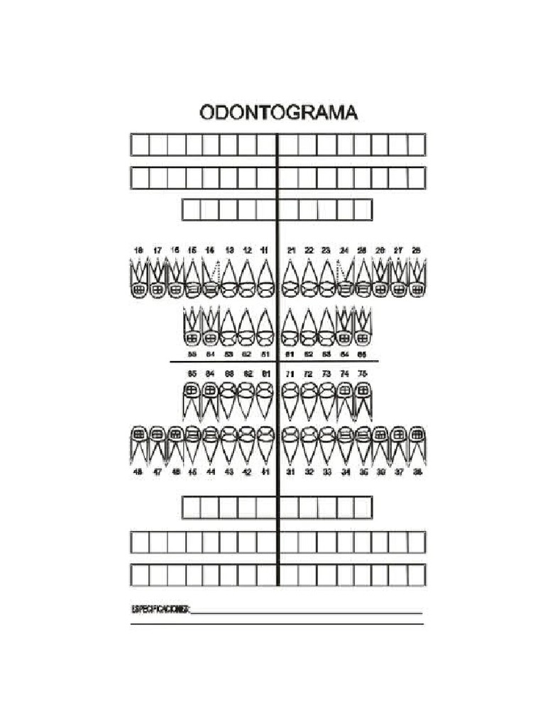 Modelo de Odontograma | PDF