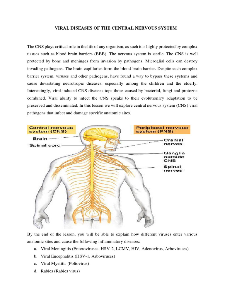 Viral Diseases of The Central Nervous System | PDF | Rabies | Meningitis
