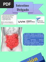 Histología y función del yeyuno | PDF | Intestino delgado | Anatomía