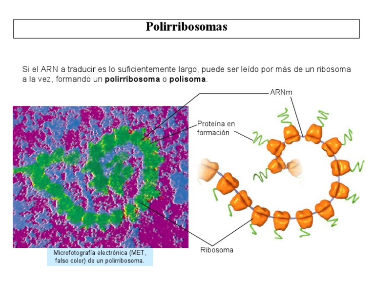 20 Polirribosoma | PDF | Ribosoma | Procesos celulares