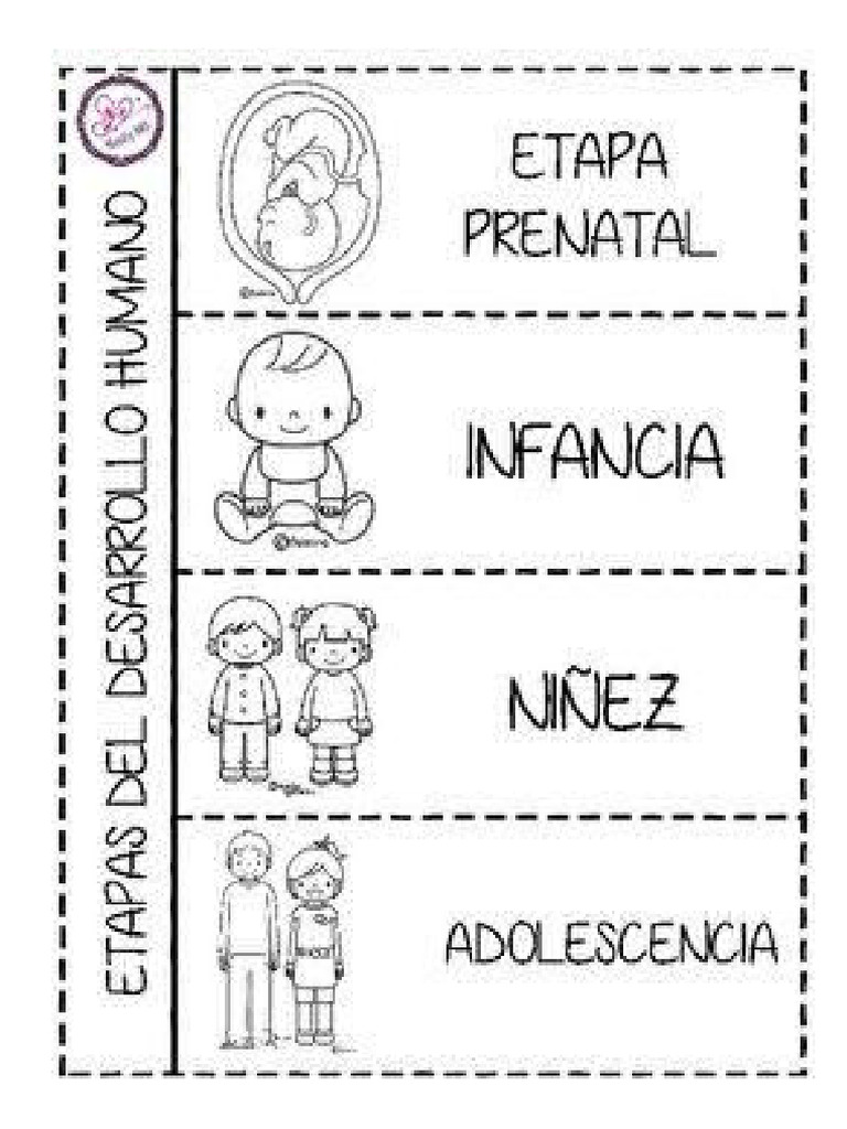 Ficha de Etapas de La Vida | PDF