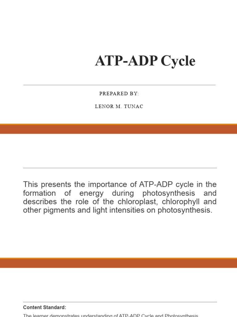 Atp Adp Cycle | PDF