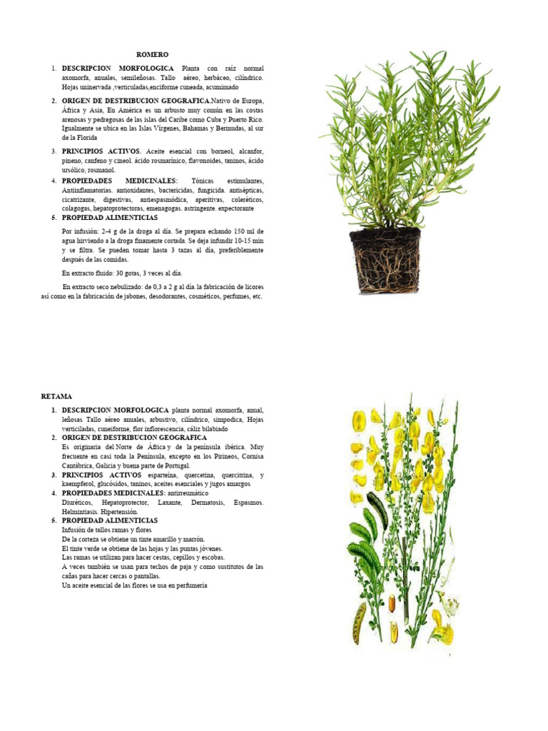 Herbario Imprimir Pdf