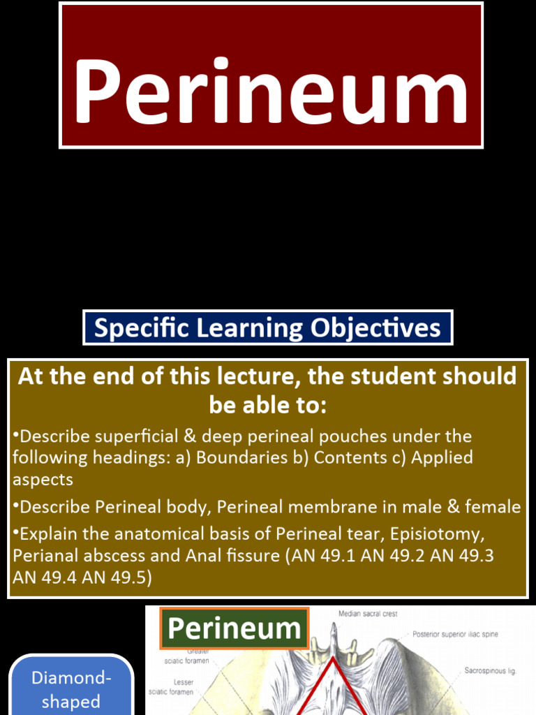 Perineum | PDF | Labia | Anatomy