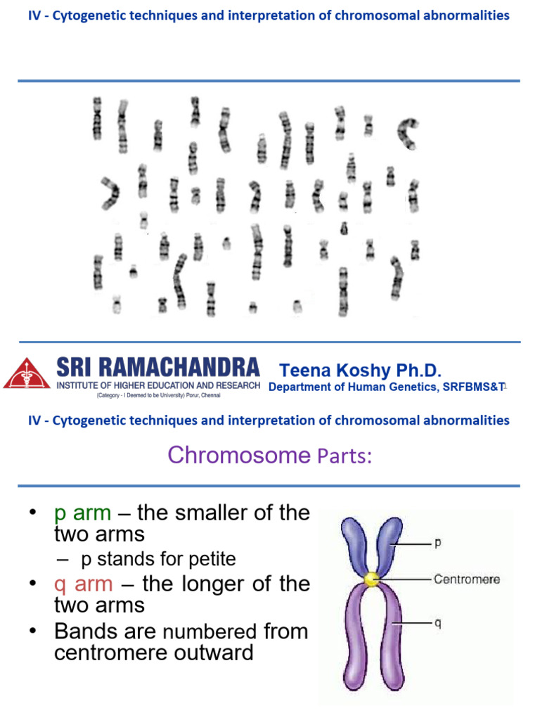 Grouping and Identification of Human Chromosomes | PDF | Cytogenetics ...