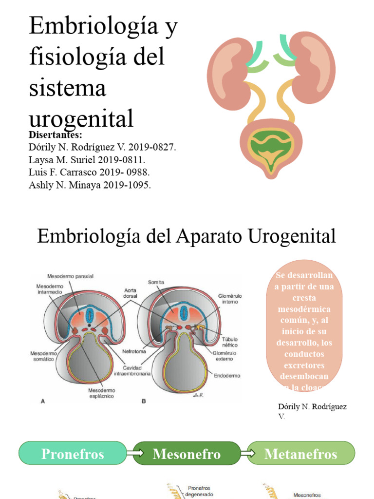 Embriologia y fisiologia del sistema urogenital | PDF | Eyaculación | Riñón