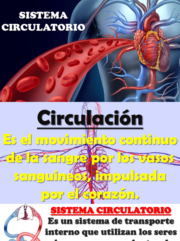Sistema Circulatorio | PDF | Sistema circulatorio | Corazón