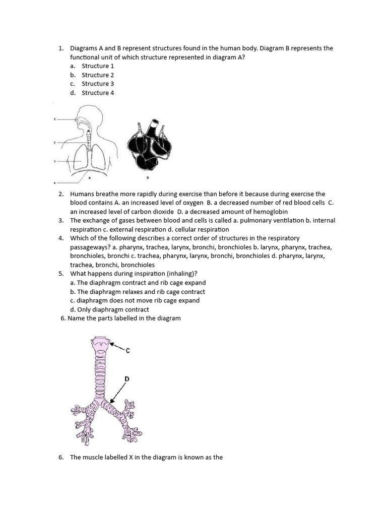 Diagrams A and B Represent Structures Found in The Human Body | PDF