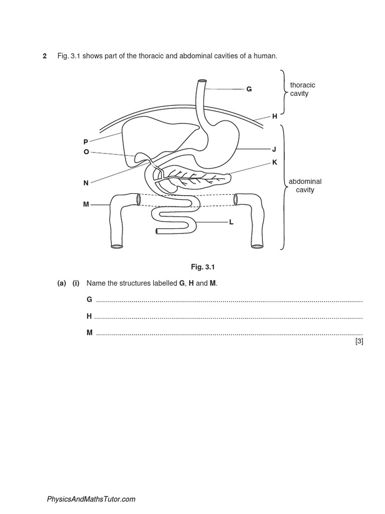 Fig. 3.1 Shows Part of The Thoracic and Abdominal Cavities of A Human ...