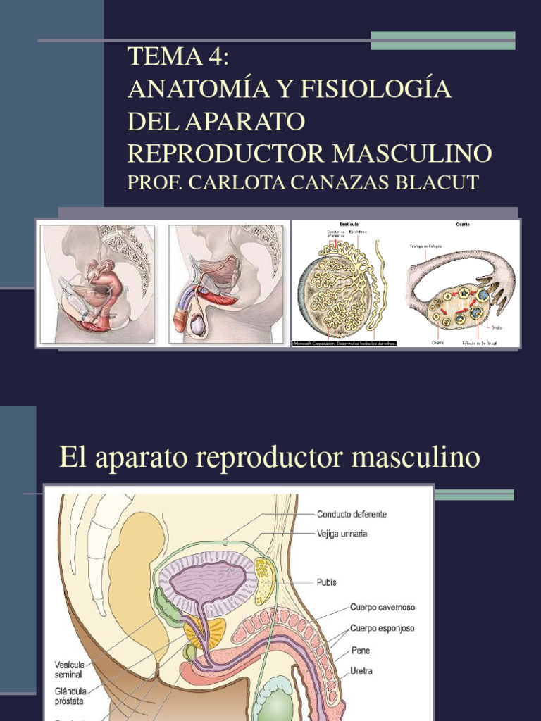 Aparato Reproductor Masculino | PDF