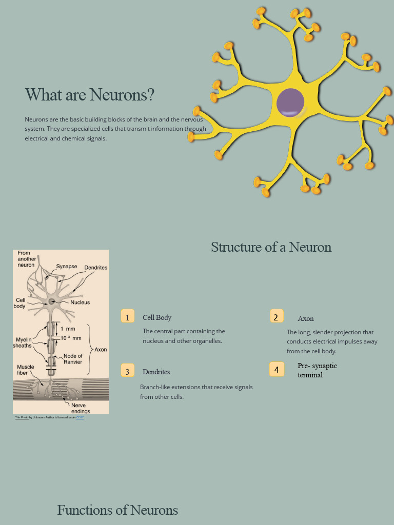 What-are-Neurons | PDF | Neuron | Nervous System
