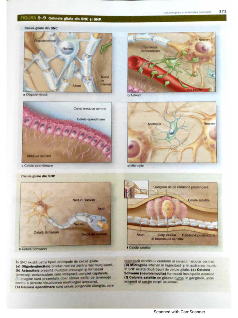 Celulele Gliale | PDF
