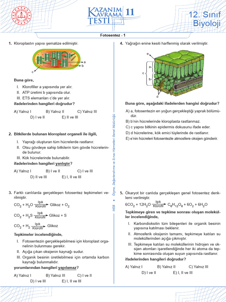Sınıf Biyoloji Biyoloji: Fotosentez - 1 | PDF