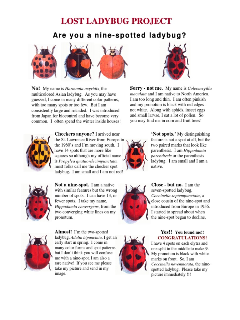 Field Guide | Coccinellidae | Insects | Free 30-day Trial | Scribd