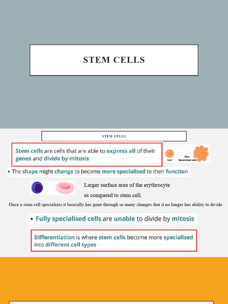 4. STEM CELLS | PDF | Cell Potency | Stem Cell