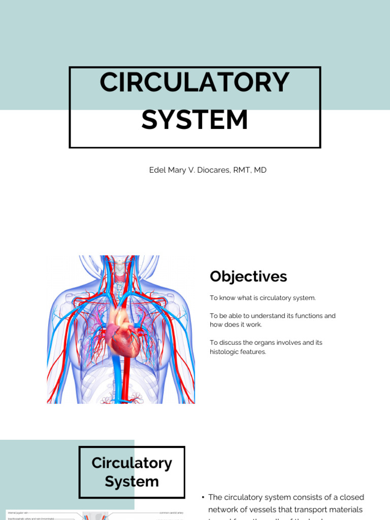 11 Circulatory System Pdf Artery Vein
