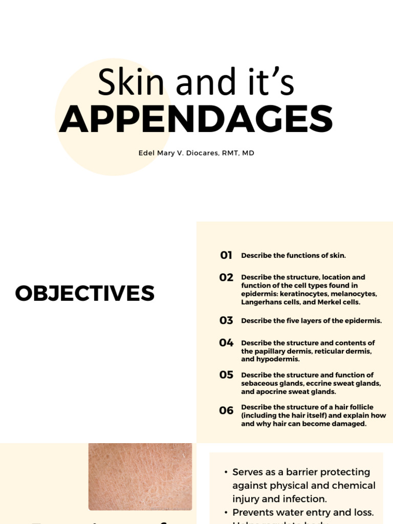 10 - Skin and Appendages | PDF | Skin | Epidermis