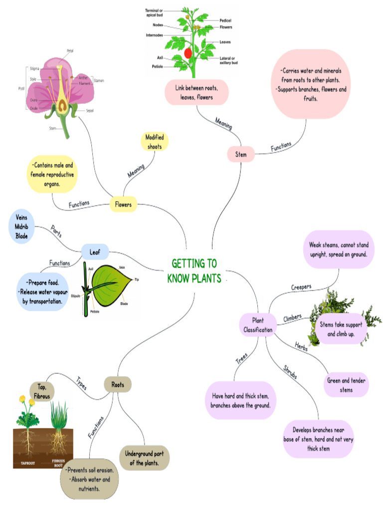 Mind Map of Getting to Know Plants | PDF | Leaf | Organisms