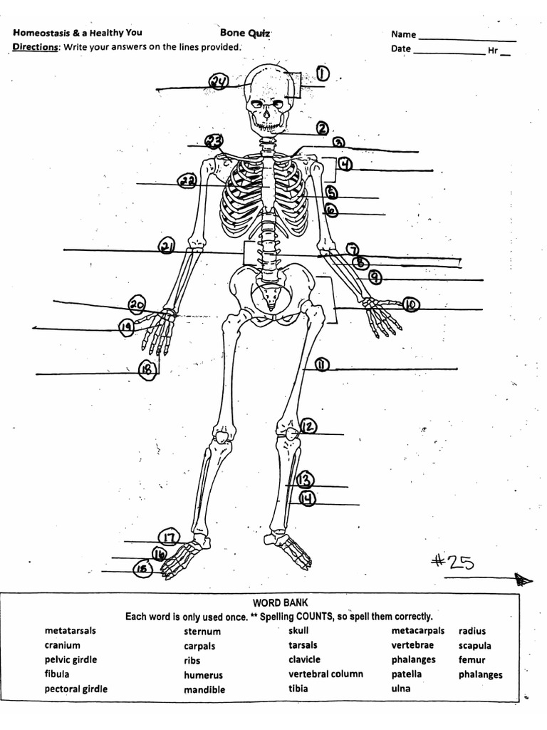 Skeleton Labeling - Test | PDF