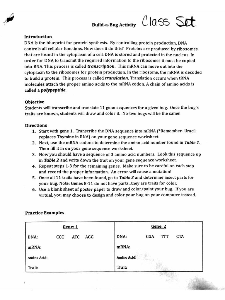 Build A Bug Activity | PDF