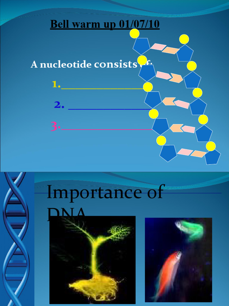 DNA Structure and Replication Overview | PDF