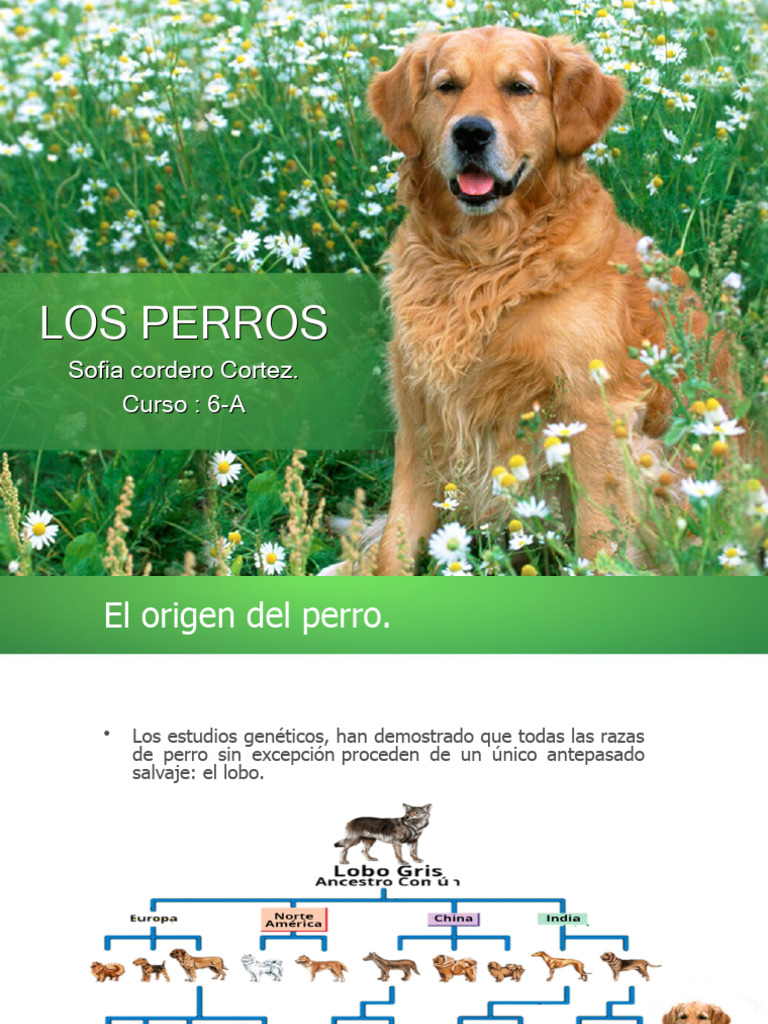 Los Perros | PDF
