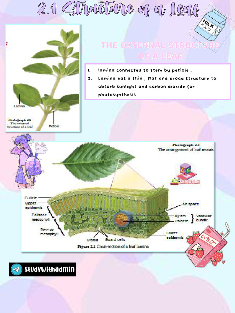 Bio CH2 F5 Studywithadmin | PDF | Stoma | Photosynthesis
