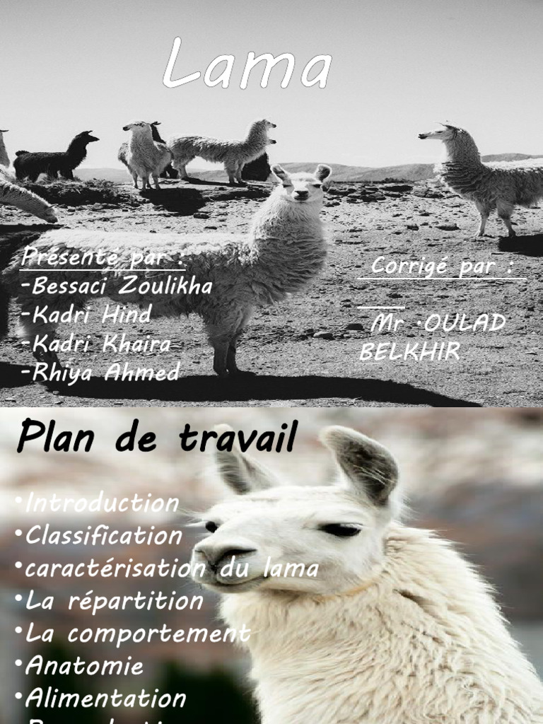 Le Lama | PDF | Zoologie