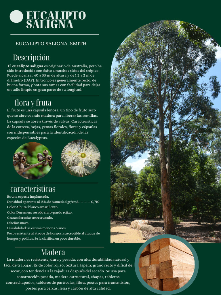 Eucalipto Saligna | PDF