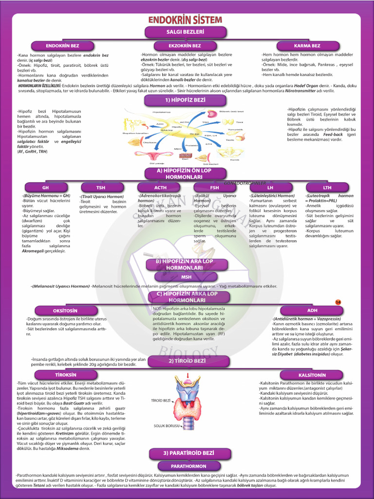 Endokrin Sistem | PDF