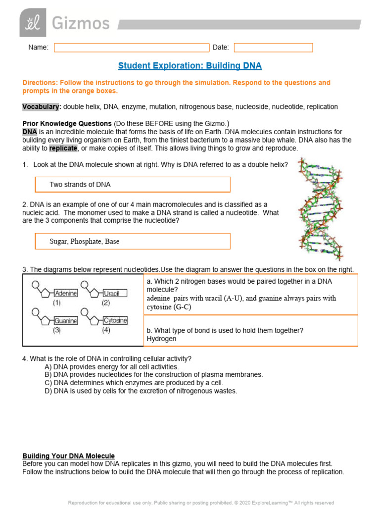 D1 EL Building DNA | Download Free PDF | Dna | Nucleotides
