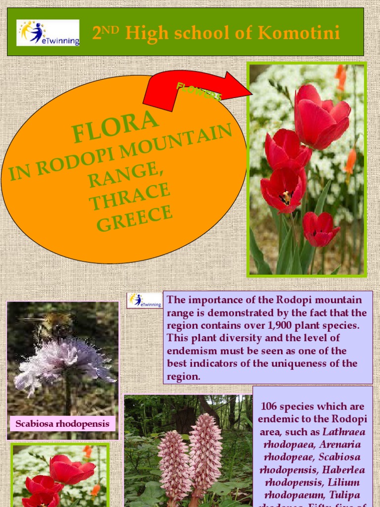 Flora of Rodopi: Endemic Species | PDF | Oregano | Plants