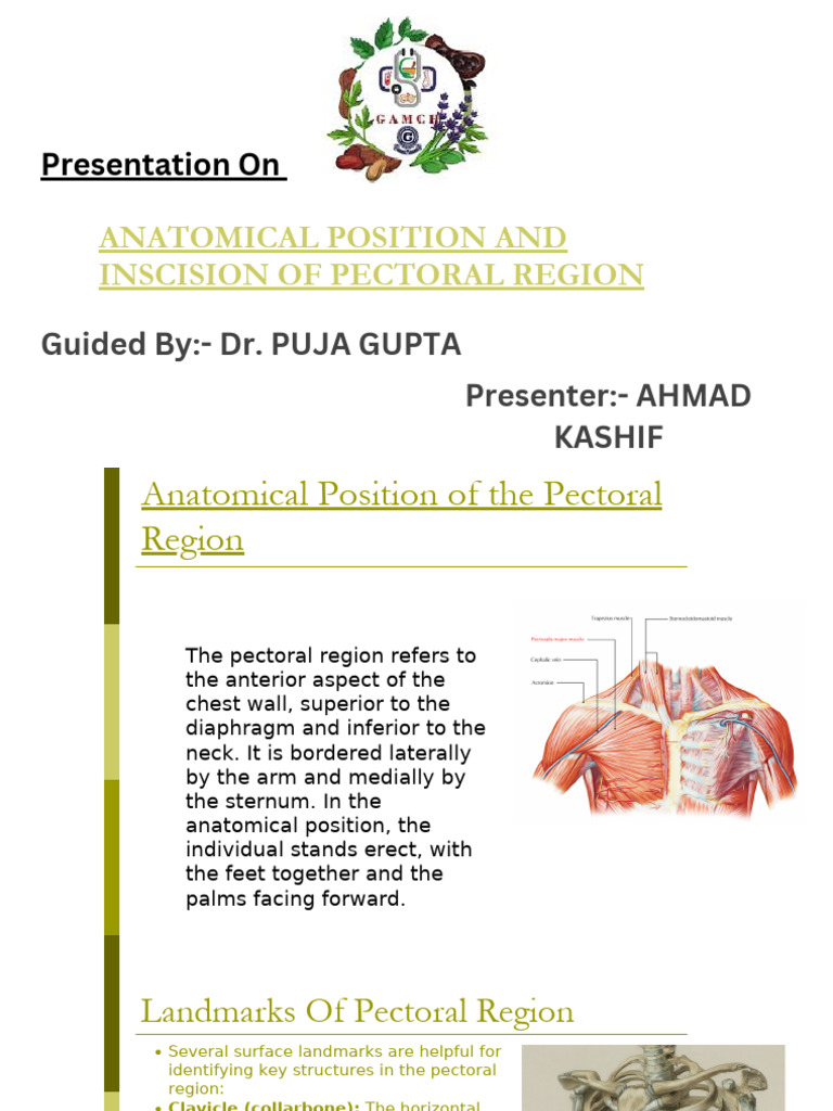 pectoral region identification and insertion points | PDF | Thorax ...