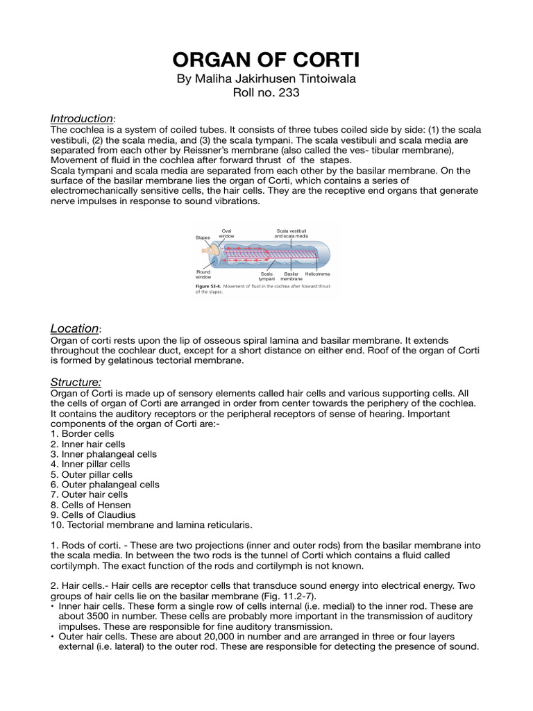 Organ of Corti | PDF
