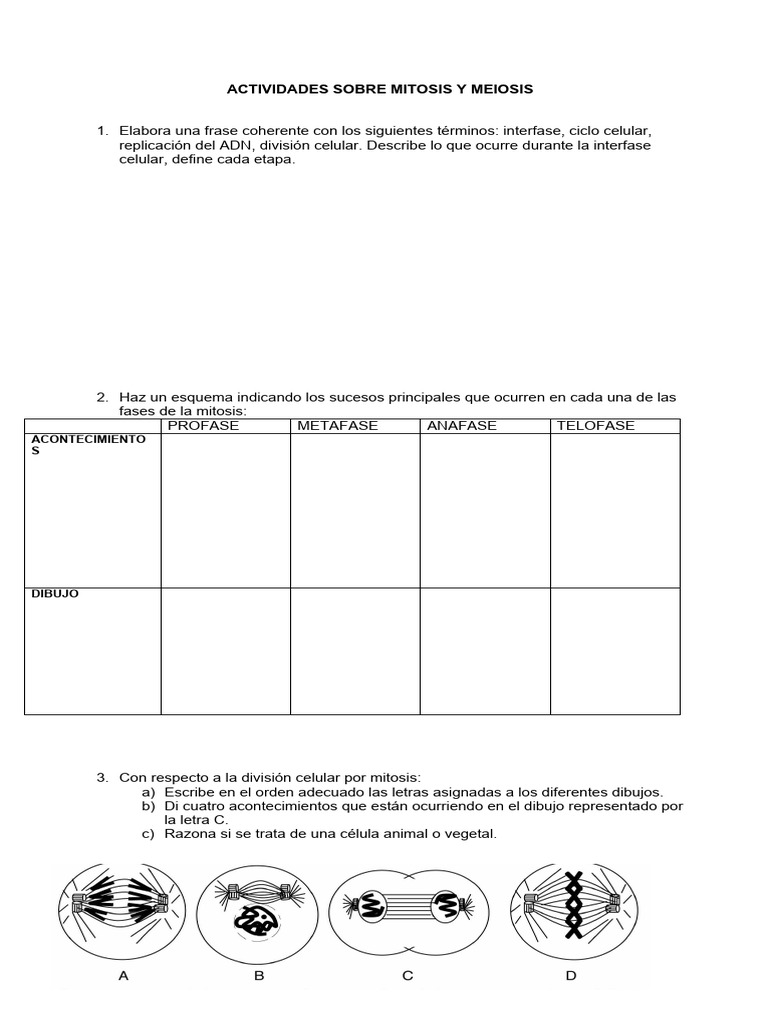 Actividades sobre Mitosis y Meiosis | PDF | Ciencia y matemáticas