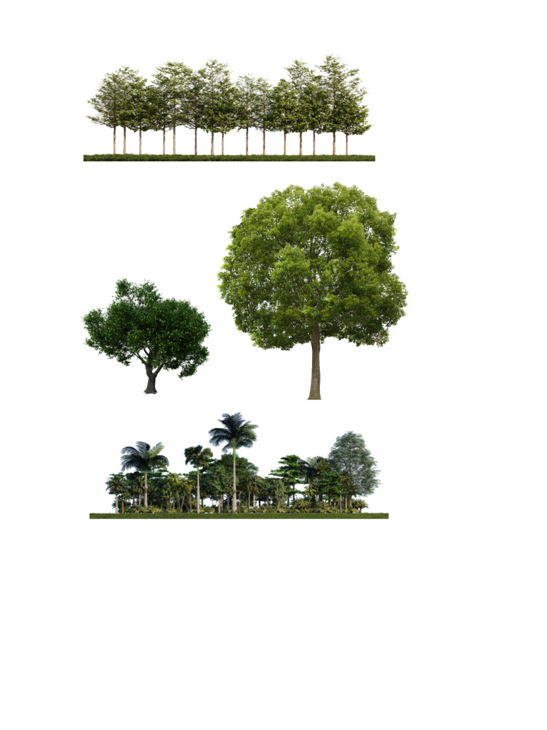 Trees PNG | PDF