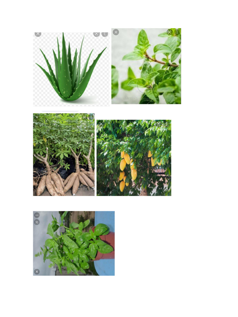 Plantas | PDF