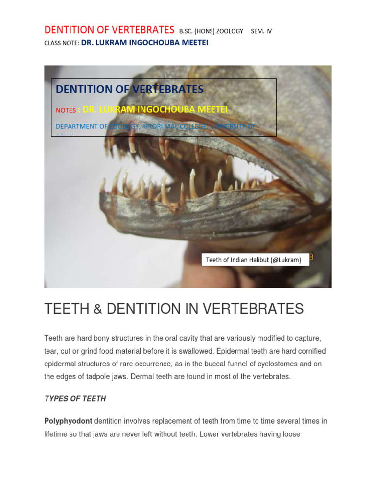 Teeths and Invertebrates | PDF | Tooth | Mouth