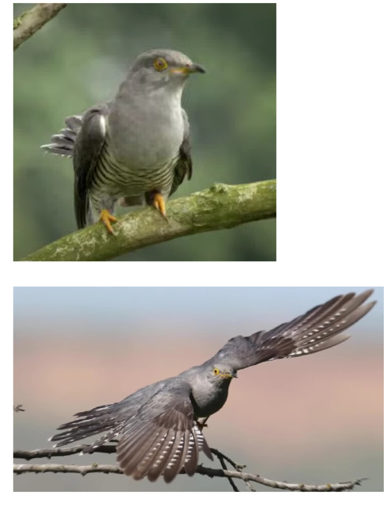 Cucul Imagini | PDF