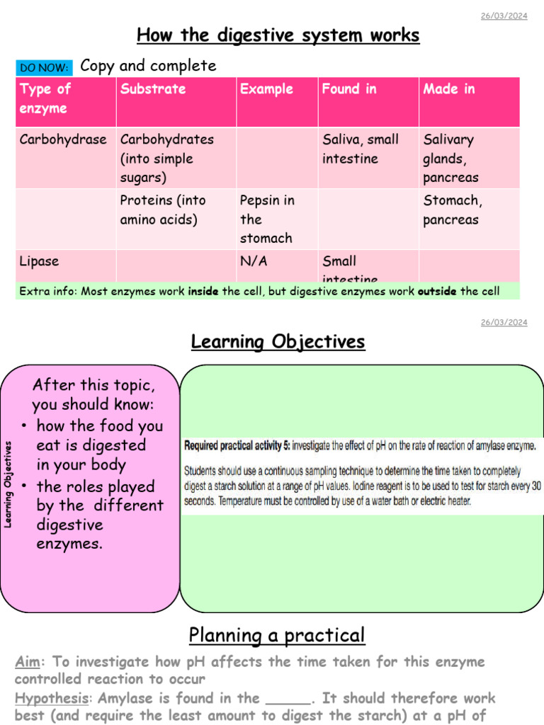 4 How The Digestive System Works | PDF | Digestion | Enzyme